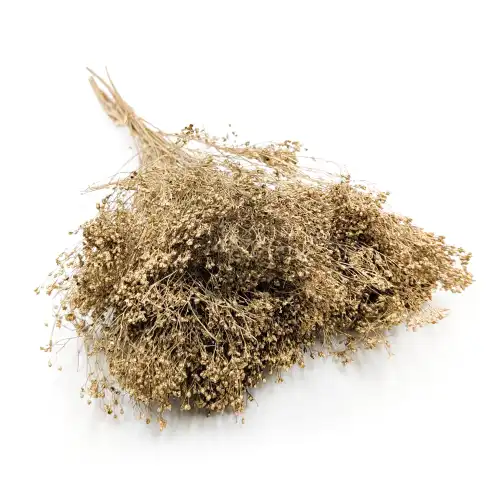 Broom Bloom séché – (Genêt) – Doré | Décoration florale élégante