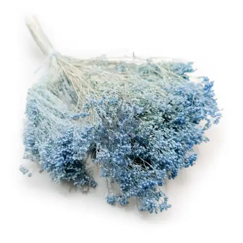 Broom Bloom séché – Genêt – Bleu azur - enchantedfleurs.fr